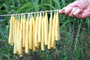 A Special Friendship: Bees and their Medical Uses in the Colonial ...