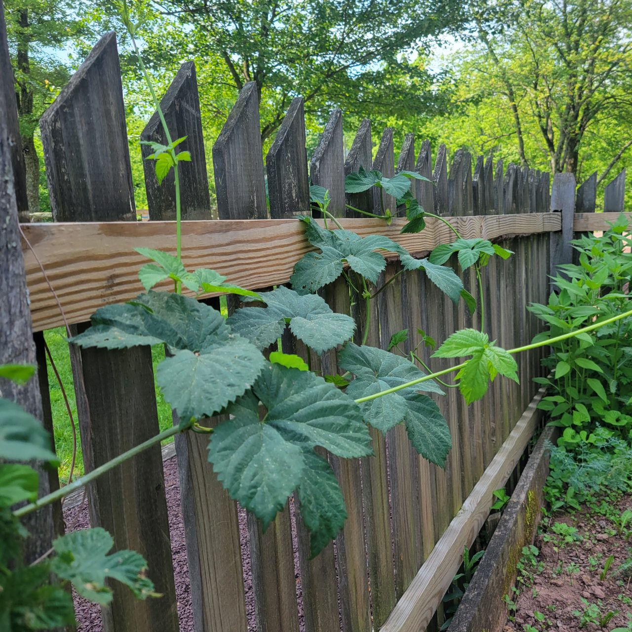 German Hops | Morgan Log House