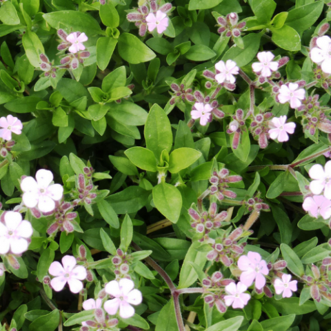 Soapwort | Morgan Log House