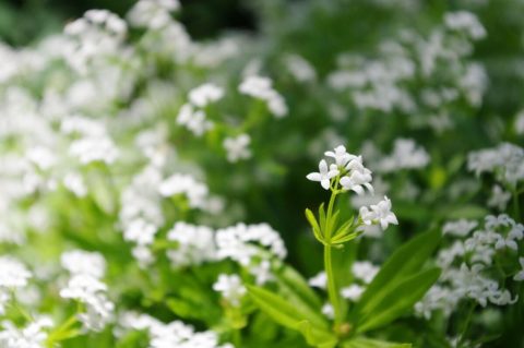 Sweet Woodruff | Morgan Log House
